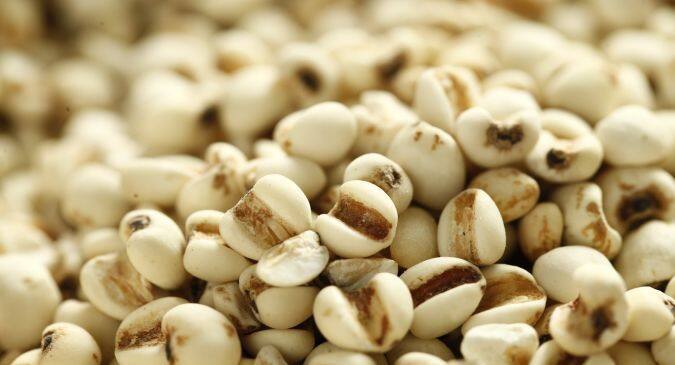 वजन कम करने के लिए जौ के पानी का सेवन कैसे करें ? | TheHealthSite.com हिंदी