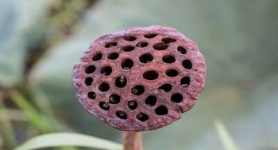 Trypophobia: Know all about this phobia | TheHealthSite.com