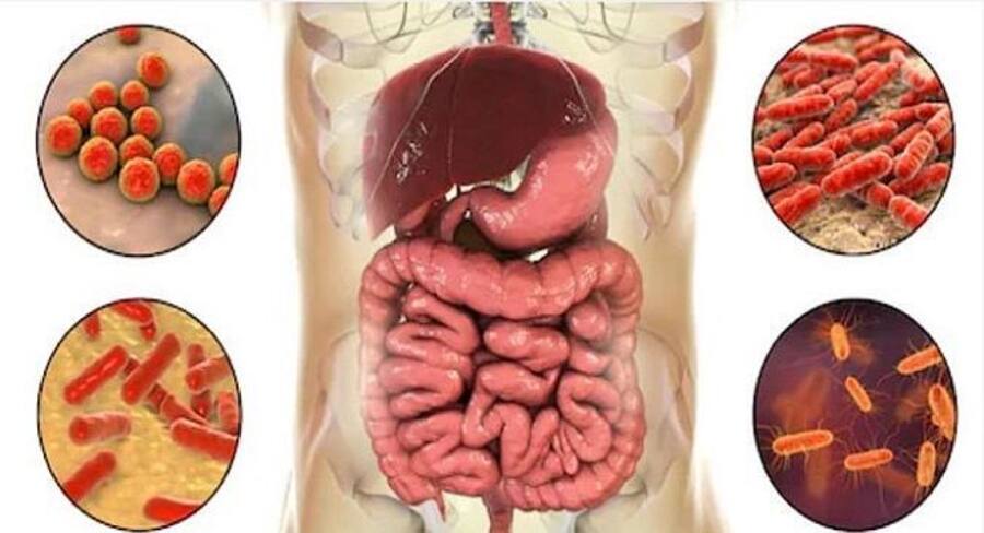 A new study throws light on gut function and gut health | TheHealthSite.com