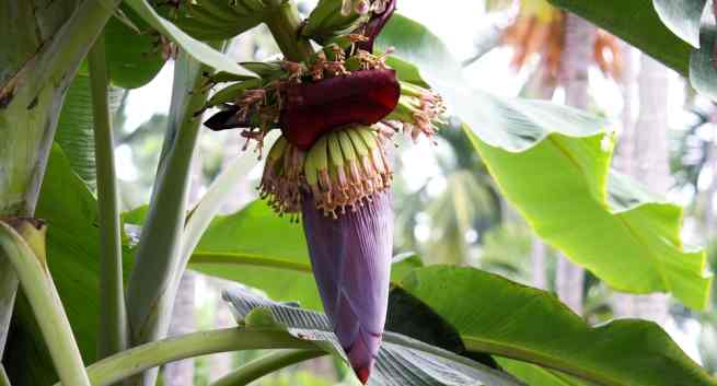 Banana Flower benefits: हेल्दी गट, हेल्दी स्किन और बेहतर पाचन के लिए ...