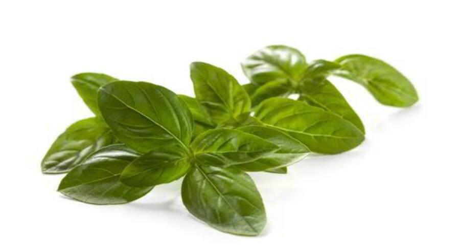 Genetically modified Tulsi or basil can help fight cancer! | TheHealthSite.com
