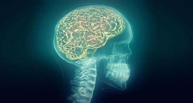 Revealed - What happens to your brain when you're learning ...