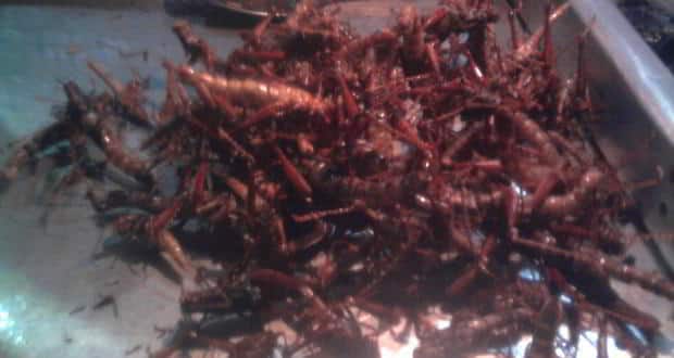 Bangkok's favourite protein-rich food: Crickets and other insects ...