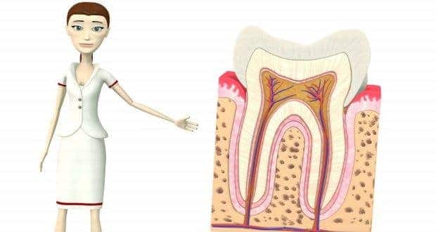 Understanding the structure of your teeth | TheHealthSite.com