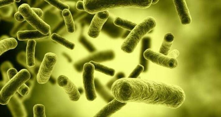 Thank bacteria in your body for your well-being | TheHealthSite.com