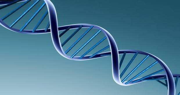 Discovered -- gene vital for development of the brain | TheHealthSite.com