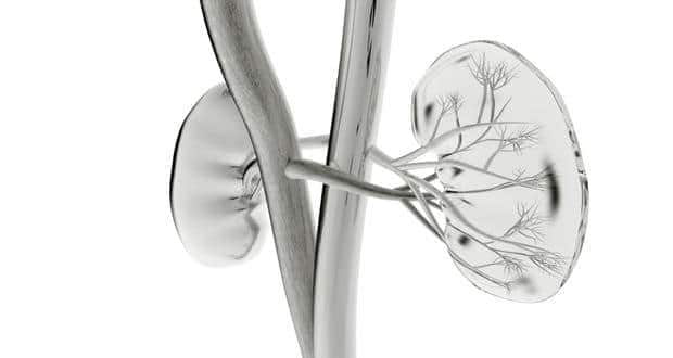 Discovery of cells called podocytes brings hope for kidney patients ...