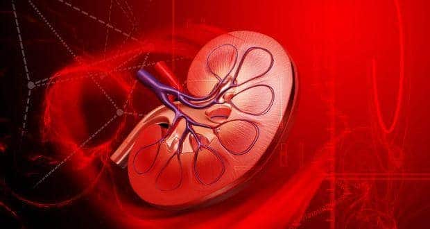 Kidney disease – types, causes, symptoms, diagnosis, treatment and ...