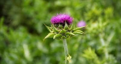 Is Milk Thistle Good For Women? Explains Dietician | TheHealthSite.com