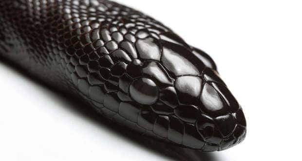Snake venom - could it give rise to drugs that could treat cancer ...