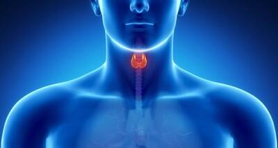 Thyroid - facts you need to know | TheHealthSite.com