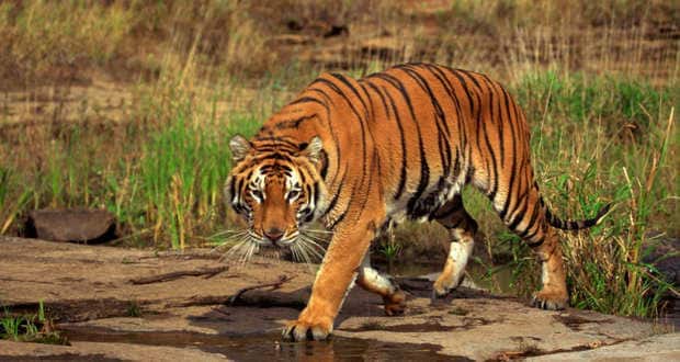 Can tigers contract AIDS? | TheHealthSite.com