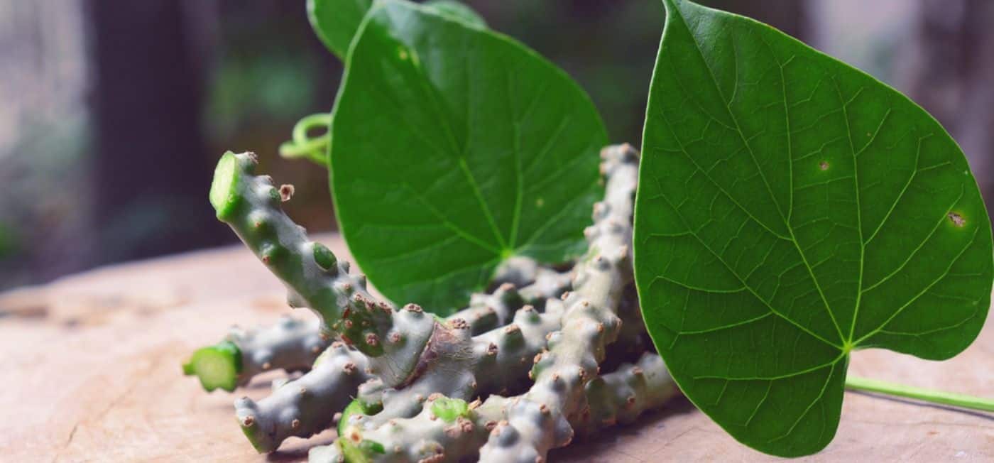 Giloy Benefits | गिलोय खाने का तरीका, गिलोय के फायदे व नुकसान ...