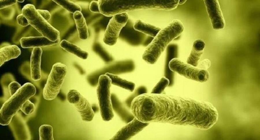 Bacteria can 'outsmart' programmed cell death: Study | TheHealthSite.com