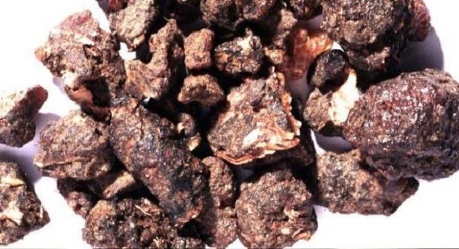 Commiphora Wightii: Health benefits, Uses And Side Effects Of Guggul ...