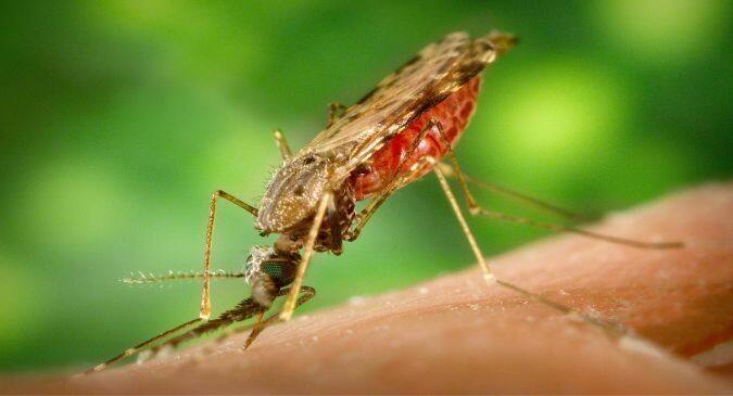 Malaria parasite: causes, symptoms and treatment of malaria ...