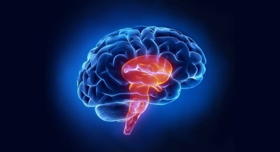 World Brain Day 2020: Understand how your brain functions ...