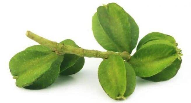 Benefits of Arjun Barks : कई जानलेवा बीमारियों के लिए फायदेमंद है ...