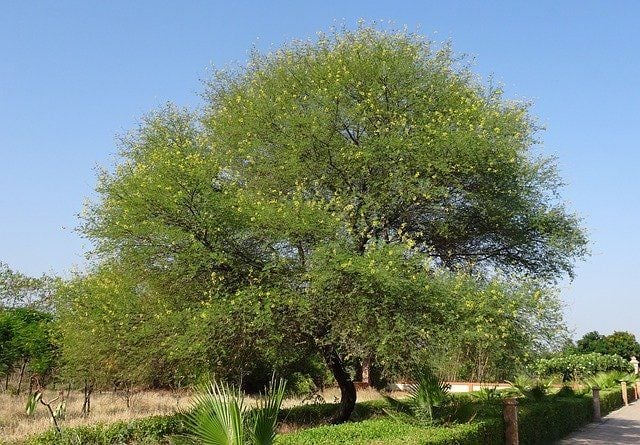 Benefits of babool : मसूड़ों और खुलजी की समस्या को कम करे बबूल ...