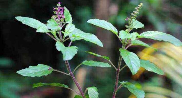 Pest repellent plants can help you enjoy a bug free monsoon ...