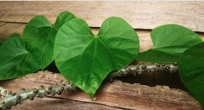 The Ayurvedic herb Giloy has side effects too: Know all about them ...