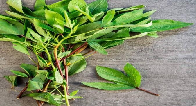 क्या आपने कभी खाई है अम्बाडी भाजी? इम्यून सिस्टम और आयरन को बढ़ाए ये ...