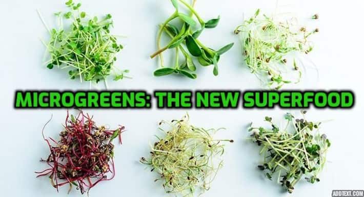 Microgreens: The new superfood that you need to include in your diet ...