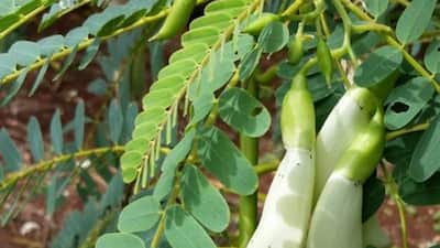 Agathi Leaves | इम्यूनिटी बूस्‍ट करने से लेकर कैंसर तक के उपचार में ...