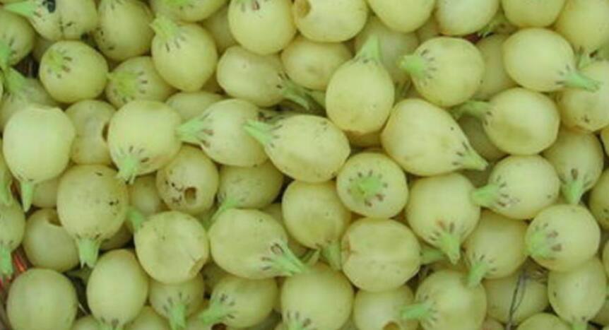 Mahua Ke Fayde In Hindi: जानिए महुआ के 5 जबरदस्त फायदे | TheHealthSite ...