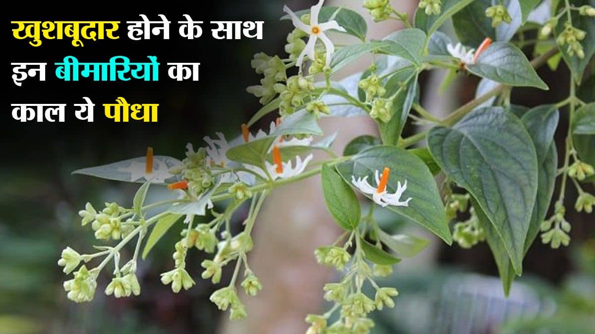 Parijat leaves health benefits in hindi : घर में लगा सिर्फ ये 1 पौधा ...