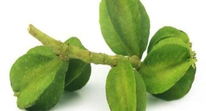 Arjun ki Chhal ki Chai: बड़ी से बड़ी बीमारियों का काल है अर्जुन की छाल ...