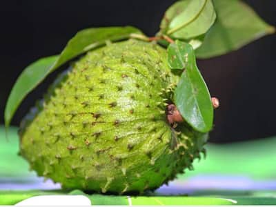 Hanuman Phal Or Soursop Fruit Benefits | बहुत ही ताकतवर होता है हनुमान ...