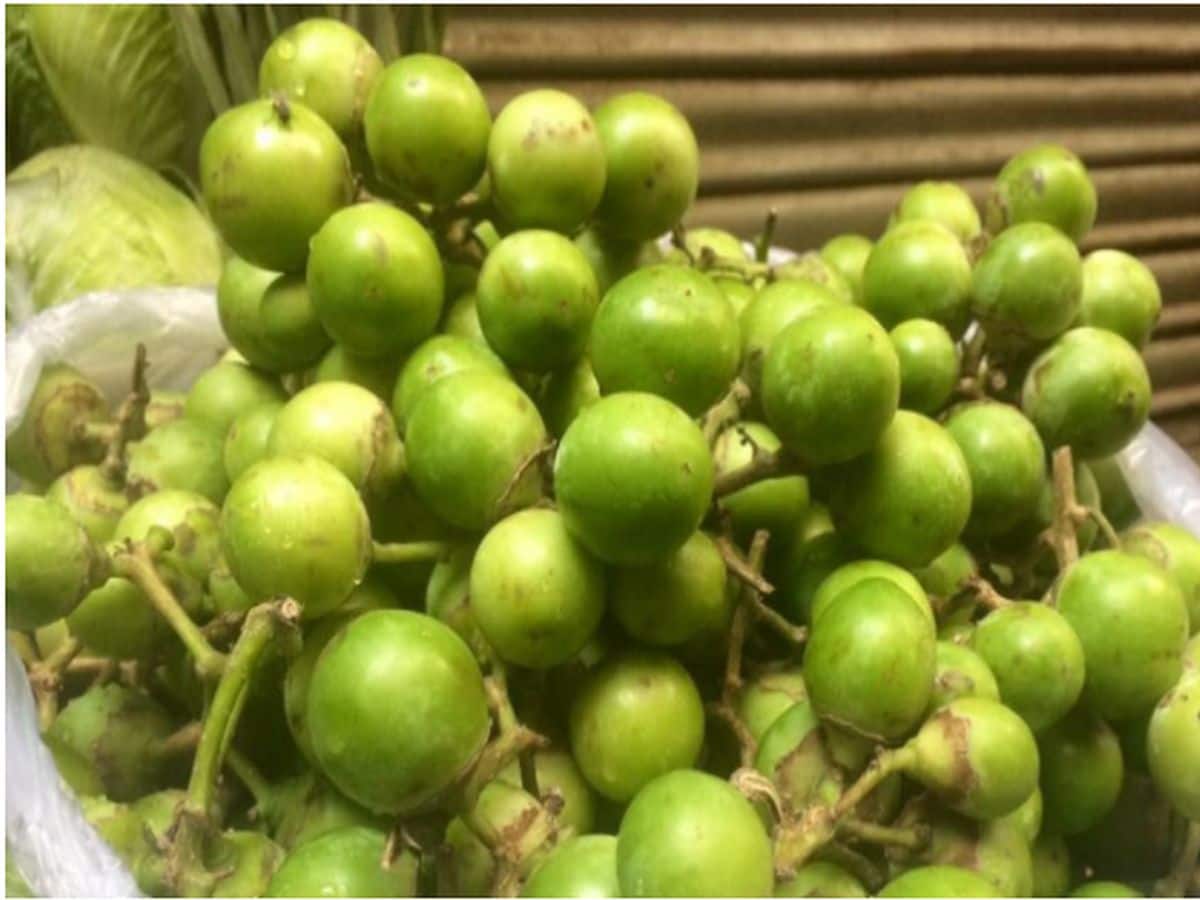 Benefits of Lasoda in Hindi: गुणों की खान है लसोड़ा, जानें इसके हैरान ...