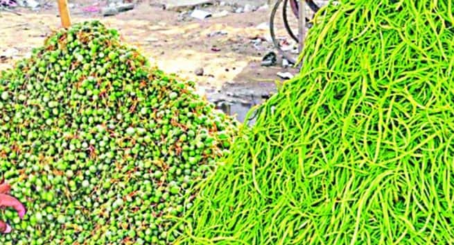 Health Benefits Of Ker Sangri : राजस्थान की मशहूर केर सांगरी की सब्ज़ी ...