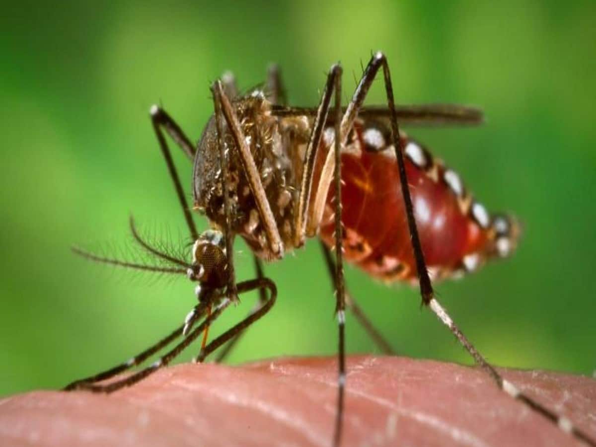 Dengue Cases On A Rise In India, Here Is A List Of Worst-Affected ...