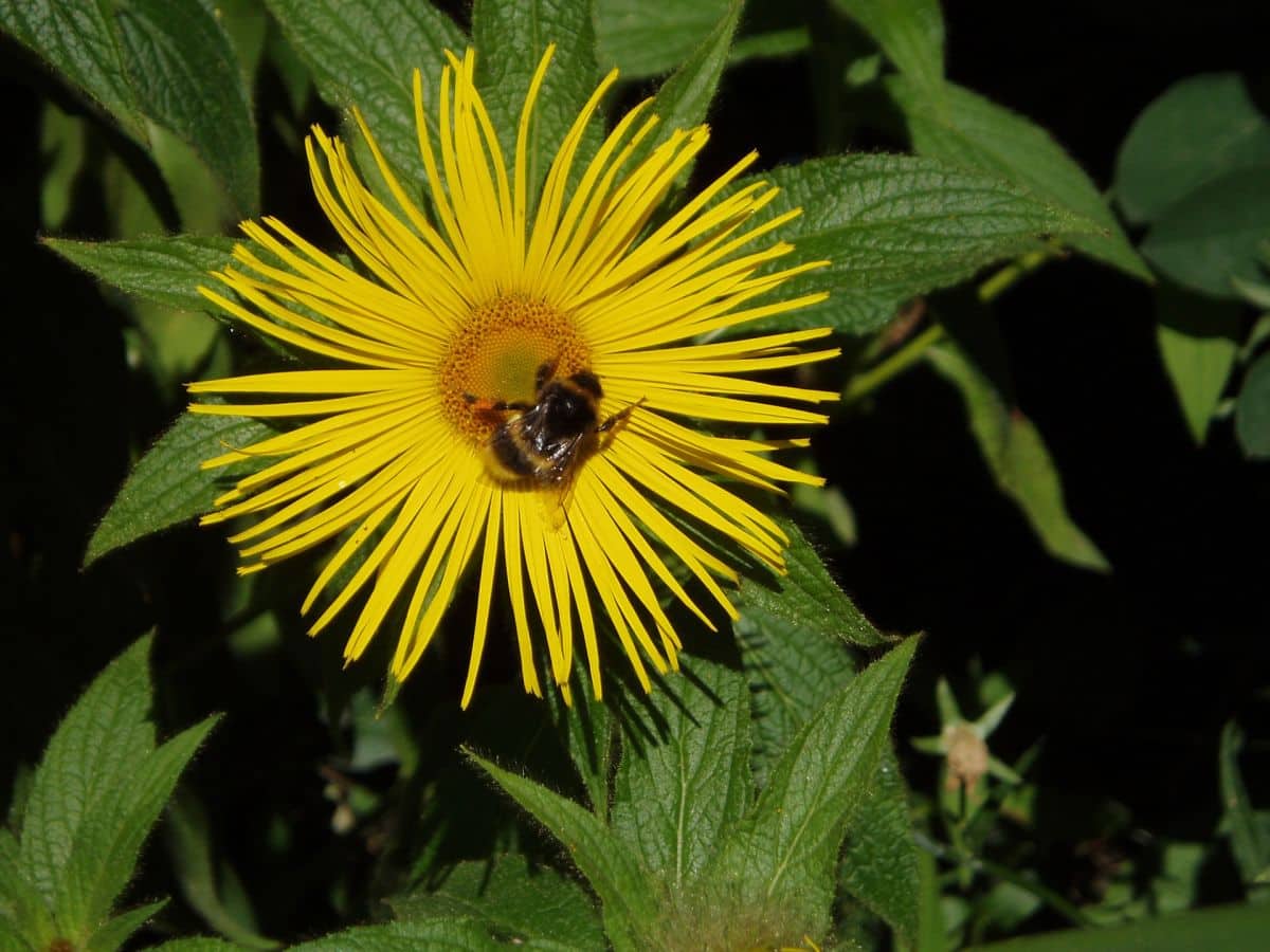 गठिया से लेकर कई शारीरिक दर्द को दूर करे पुष्करमूल, जानें इस जड़ी बूटी ...
