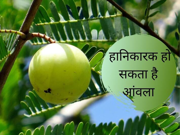 Amla Side Effects: इन 5 तरह के लोगों को नहीं करना चाहिए आंवले का सेवन ...