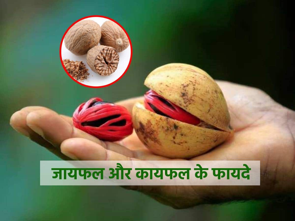 जायफल और कायफल में मामूली अंतर बनाते हैं इन्हें बच्चों से लेकर बूढ़ों ...