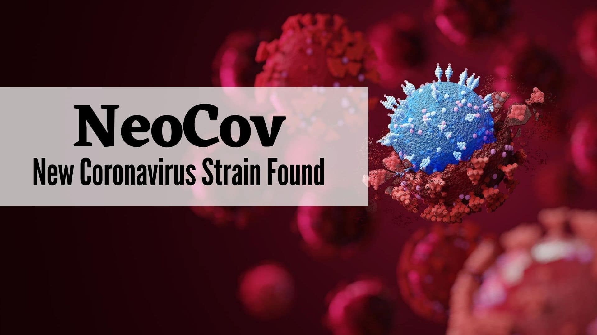 NeoCov: Wuhan Scientists Warn of New Coronavirus Strain With High Death ...