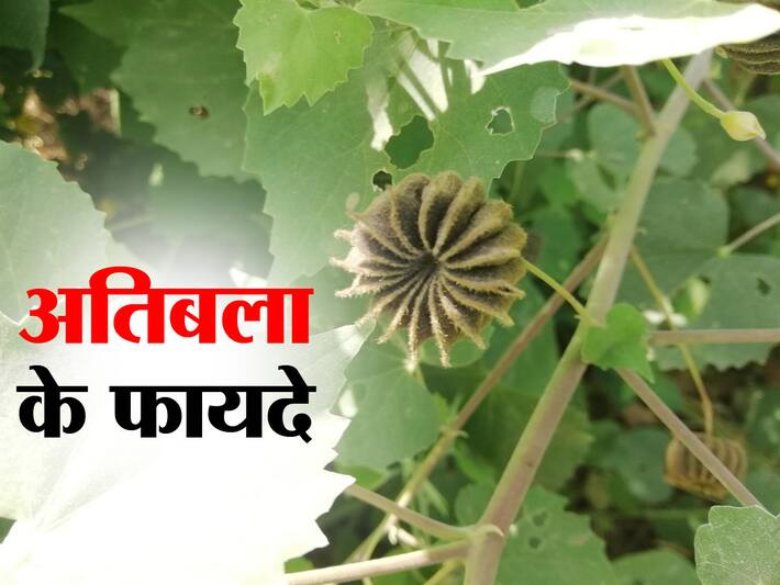 Atibala Benefits and Uses- अतिबला के फायदे, औषधीय गुण, लाभ और नुकसान ...