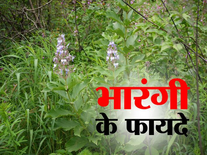 Bharangi Benefits and Uses- भारंगी के फायदे, औषधीय गुण, लाभ और नुकसान ...