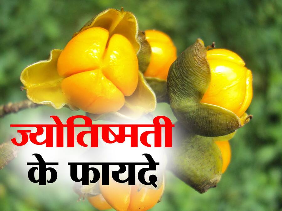 Intellect plant Benefits and Uses- ज्योतिष्मती के फायदे, औषधीय गुण, लाभ ...