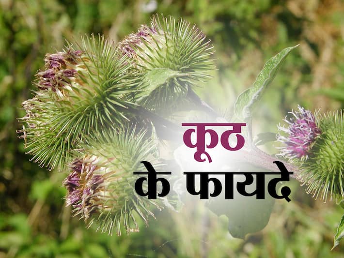 Kuth Benefits and Uses- कूठ के फायदे, औषधीय गुण, लाभ और नुकसान ...