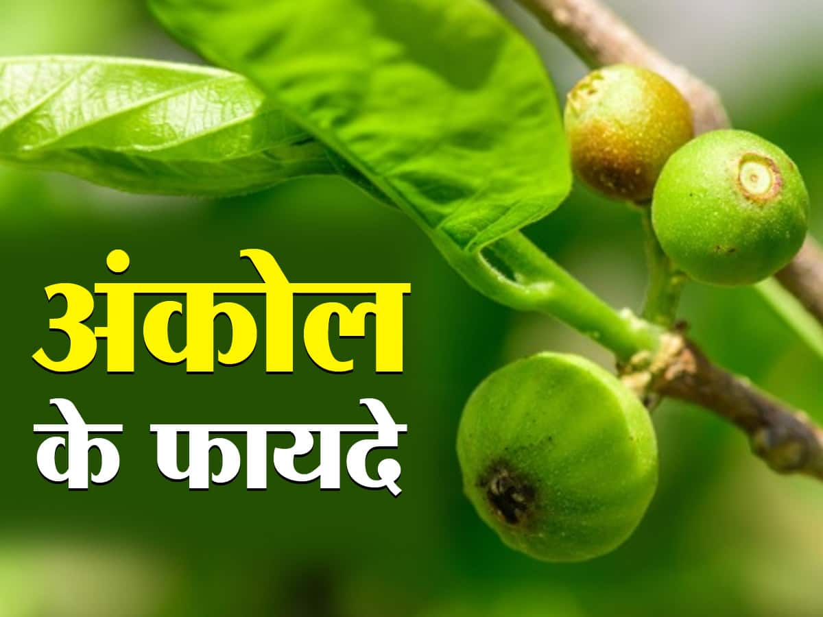 Ankol Benefits and Uses- अंकोल के फायदे, औषधय गुण, लाभ और नुकसान ...