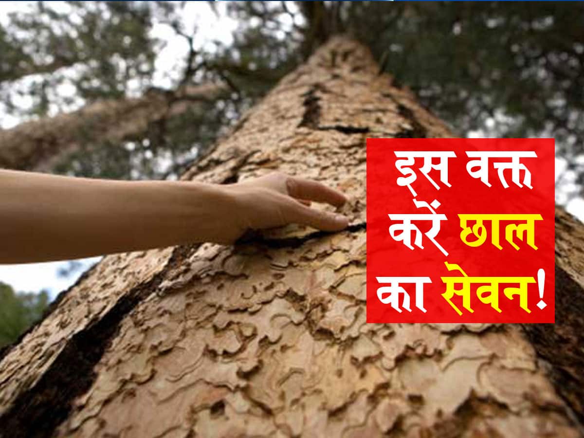 Right way to use arjun ki chaal in hindi: दिन में कब करना चाहिए अर्जुन ...