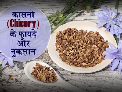 Chicory Benefits Uses Sideeffects in hindi | कासनी के फायदे, औषधीय गुण ...