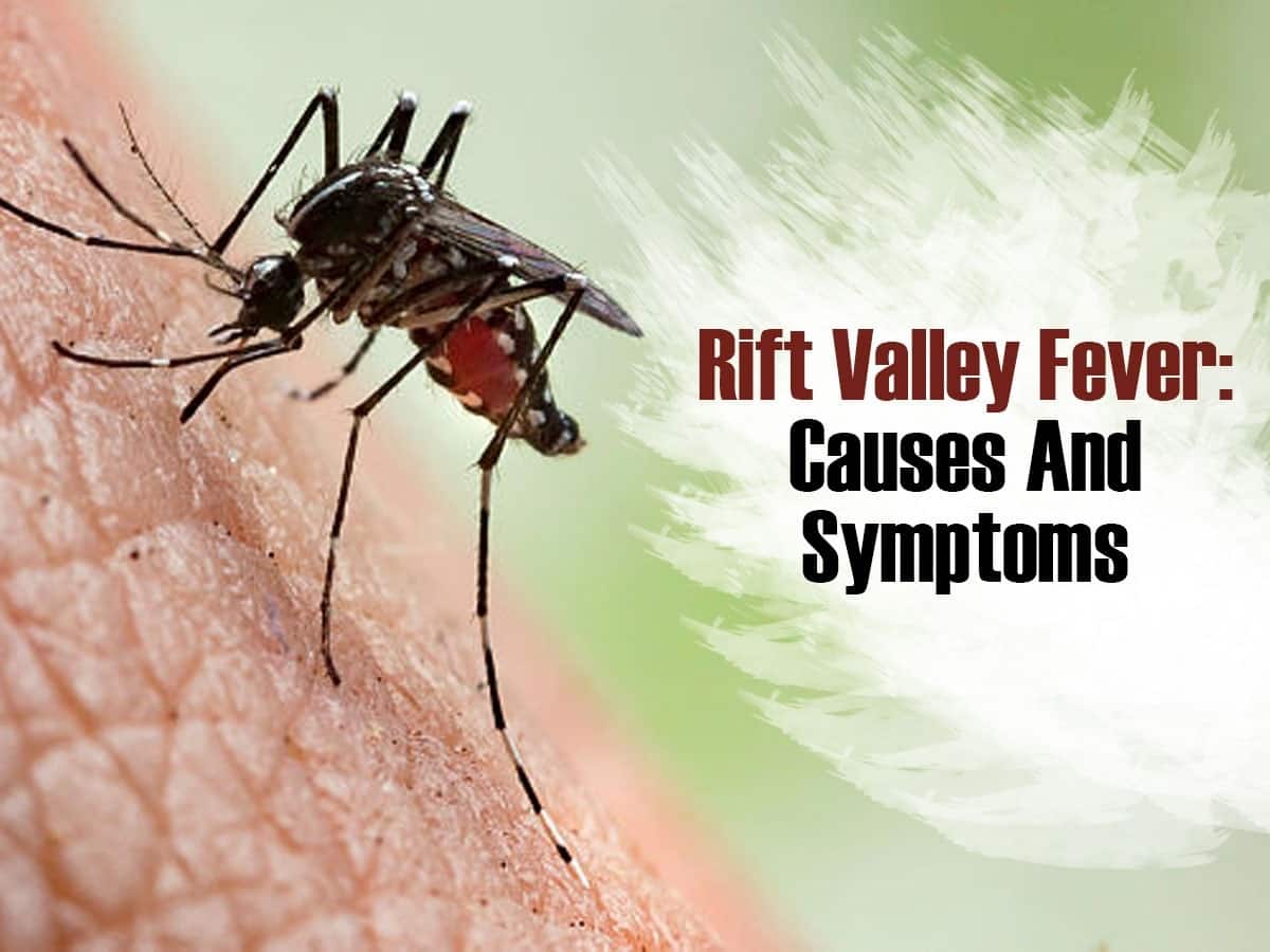 Rift Valley Fever Spreading Fast In Kashmir Through Mosquitoes: WHO ...