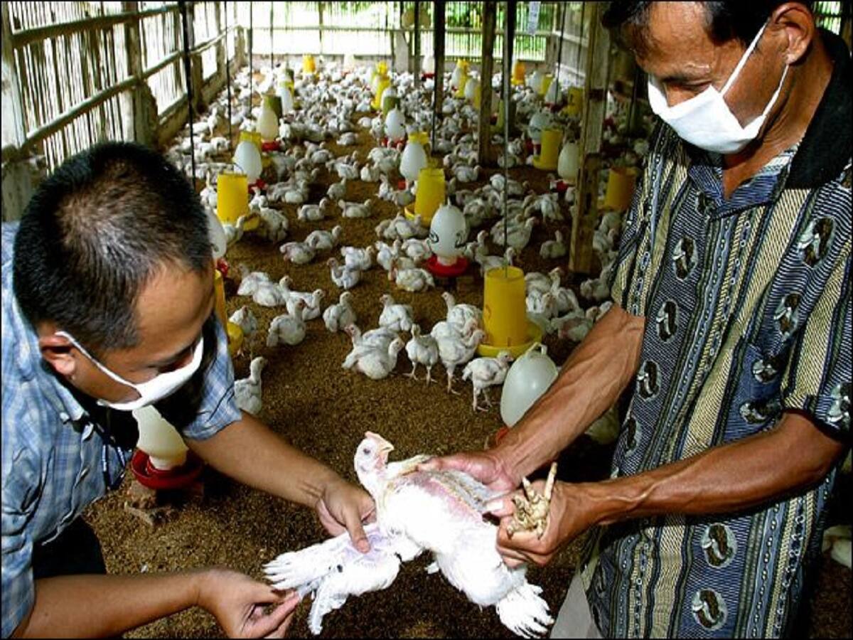 Bird Flu Scare: Birds Found Dead In Bihar Test Positive For H5N1 ...