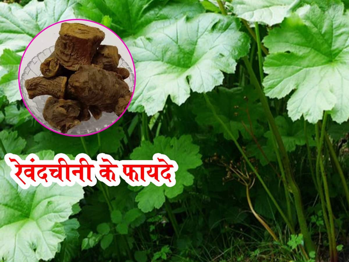 Himalayan rhubarb Benefits and Uses- रेवंद चीनी के फायदे, औषधीय गुण ...