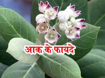 Aak Benefits and Uses- आक के फायदे, औषधीय गुण, लाभ और नुकसान ...